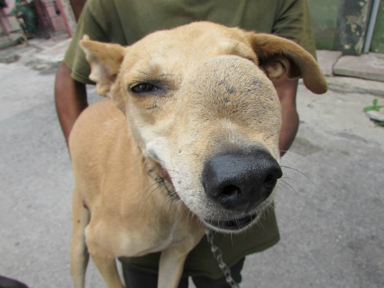 Il cane con un tumore sul muso grande quanto una pallina da tennis