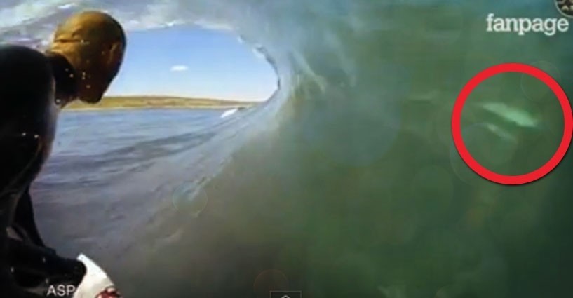 Incontra uno squalo mentre fa surf, brividi per campione mondiale Kelly ...