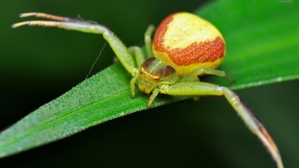 Il ragno granchio: uno degli insetti più belli al mondo