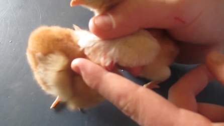 Il pulcino nasce con quattro zampe: le immagini della rara malformazione