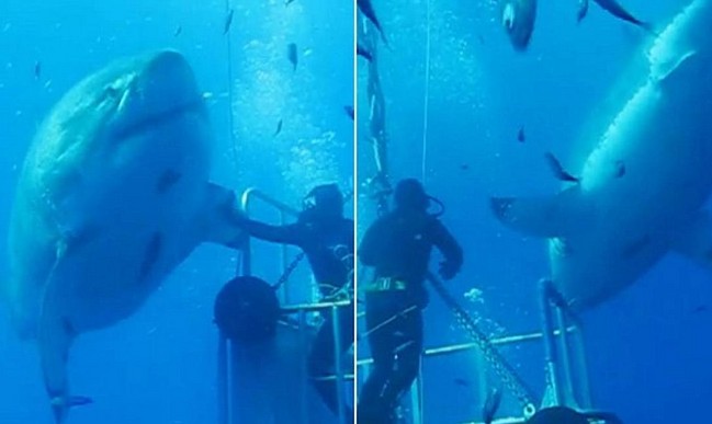 Il più grande squalo bianco mai visto prima d'ora: il sub si avvicina e ...