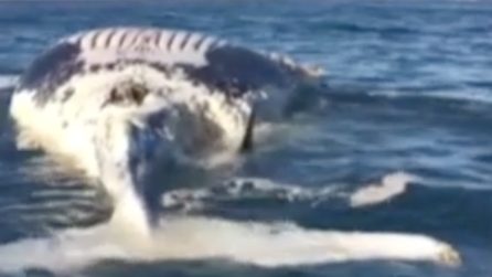 Riapparsa Deep Blue, lo squalo bianco più grande mai filmato: è lunga 6 ...