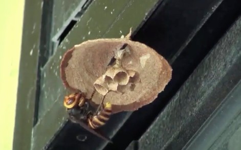 La regina costruisce da zero il nido: la telecamera spia il calabrone ...