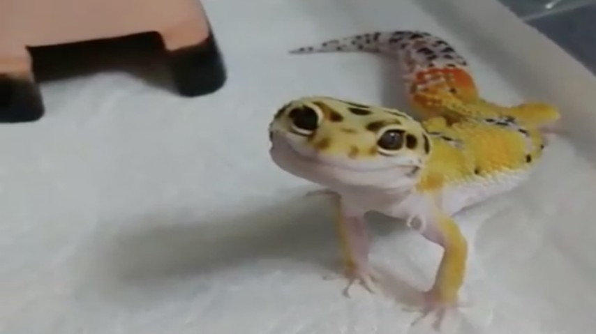 Il piccolo geco "sorride alle telecamere": quello che fa all'improvviso ...
