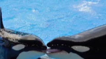 L'orca Wikie ha imparato a parlare come un essere umano: l'audio