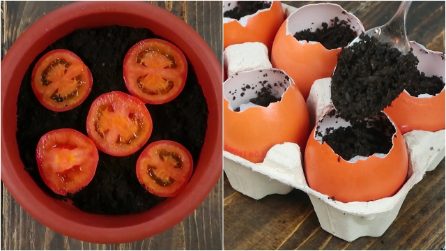 How to recycle eggshells in an unusual way | Cookist.com